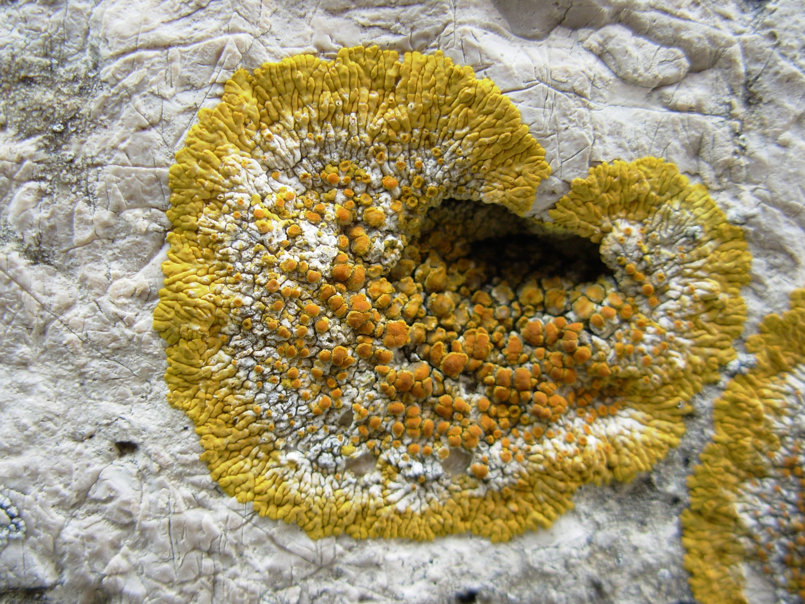 Scholars Online Biology - Diversity: Fungi