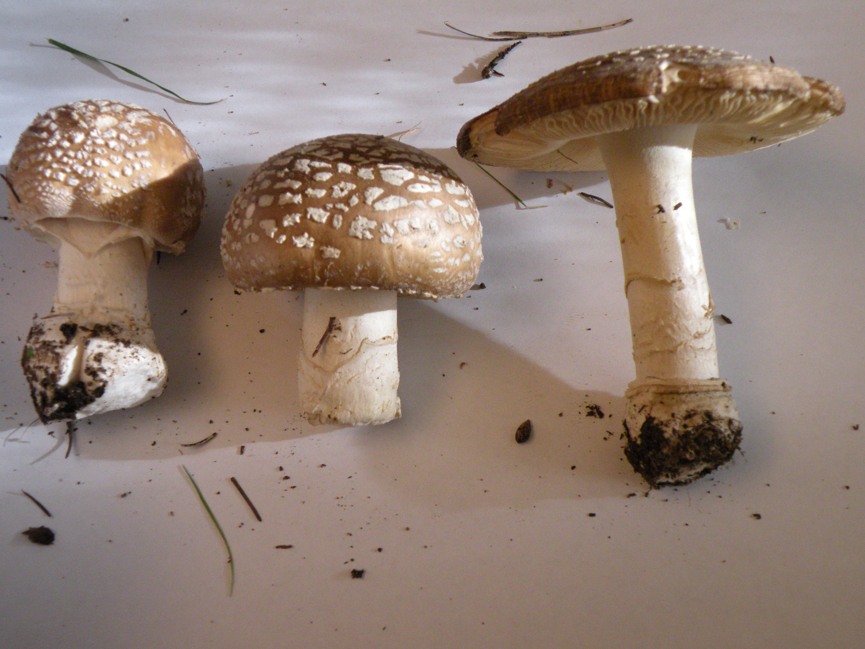 Scholars Online Biology - Diversity: Fungi