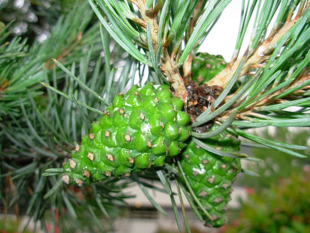 Scholars Online Biology: Plant Structures: Roots, Shoots, Stems