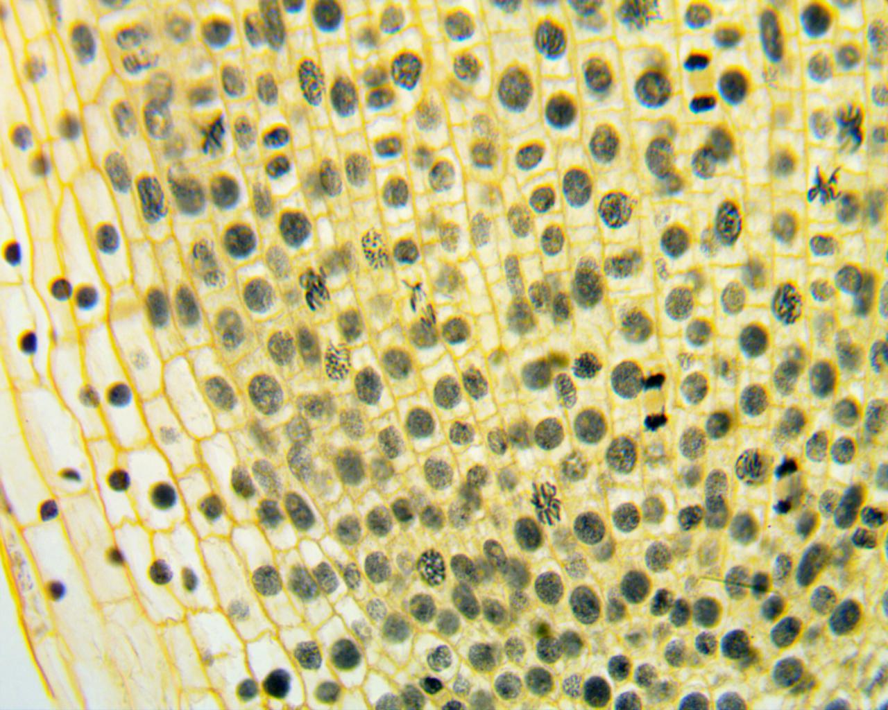 Scholars Online Biology: Plant Structures: Roots, Shoots, Stems