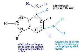 Scholars Online Biology - DNA Structure: The History of its Discovery
